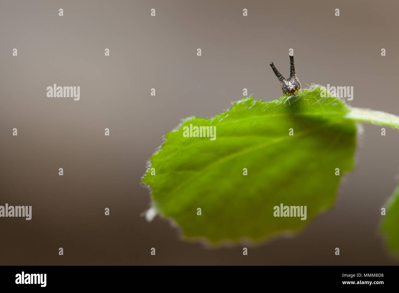 Lesser purple emperor caterpillar Stock Photo - Alamy