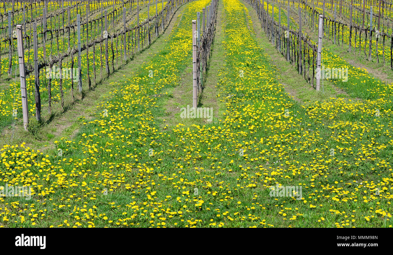 the vines in spring Stock Photo - Alamy