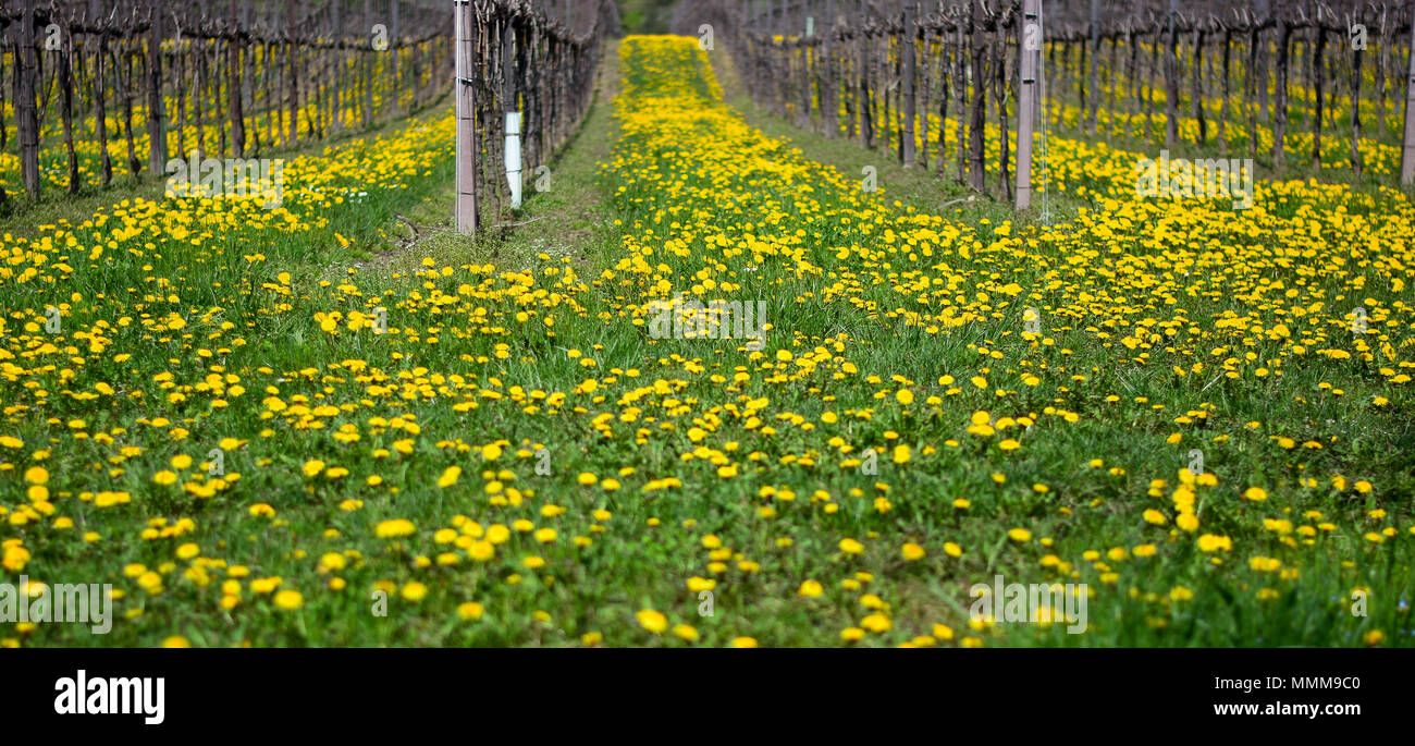 the vines in spring Stock Photo - Alamy