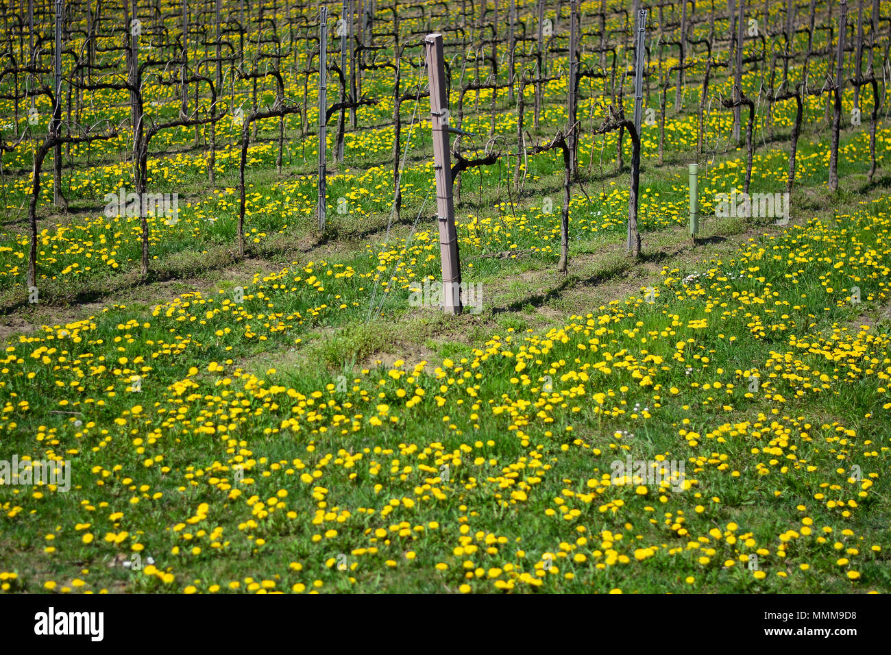 the vines in spring Stock Photo - Alamy
