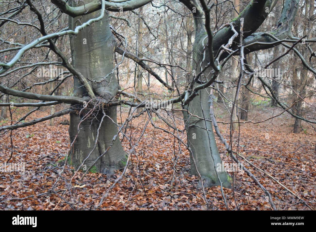 Two beech trees, close together in Thieves Wood, near Sherwood Forest ...