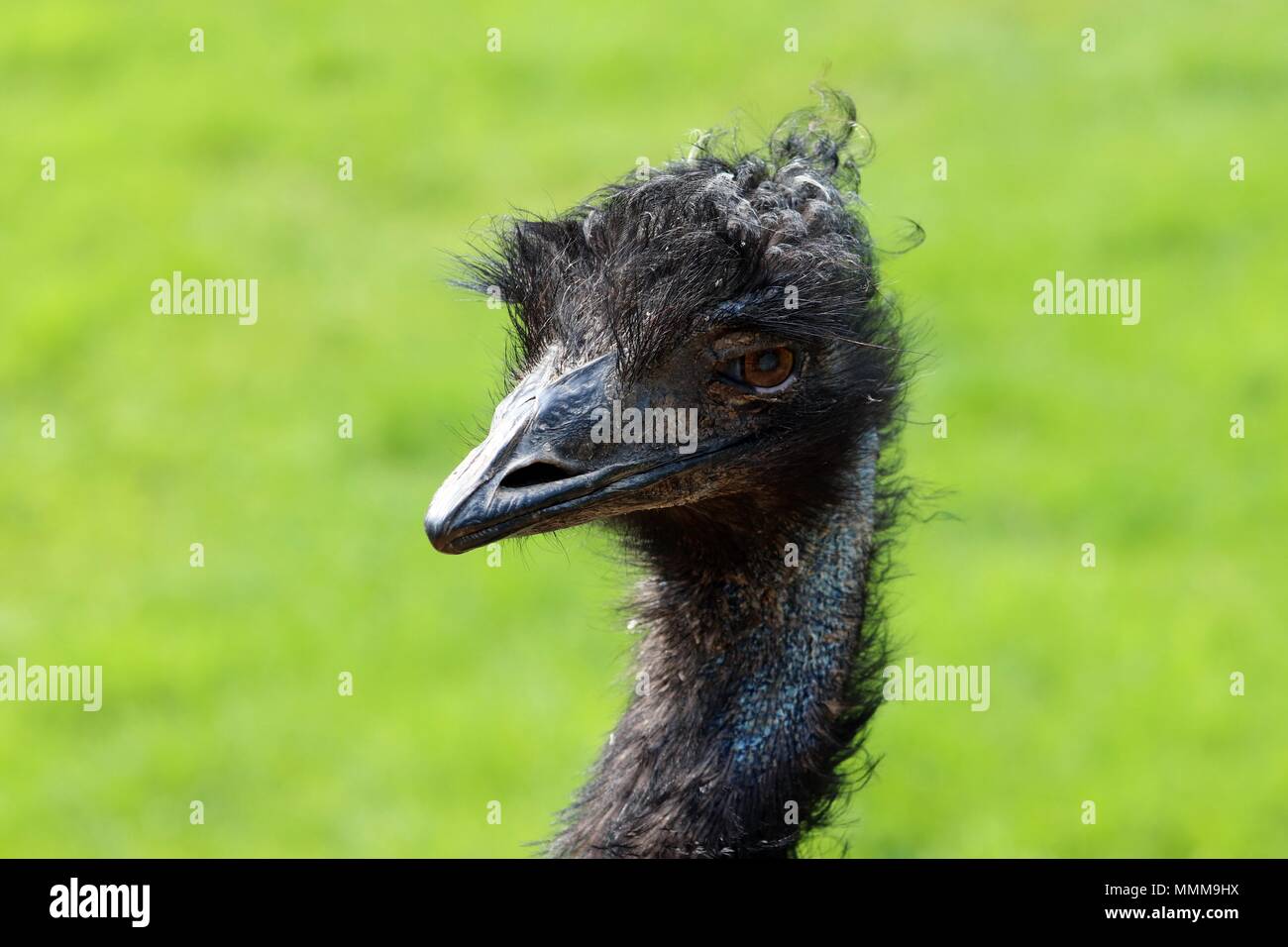 Emu, Australia's largest bird Stock Photo - Alamy