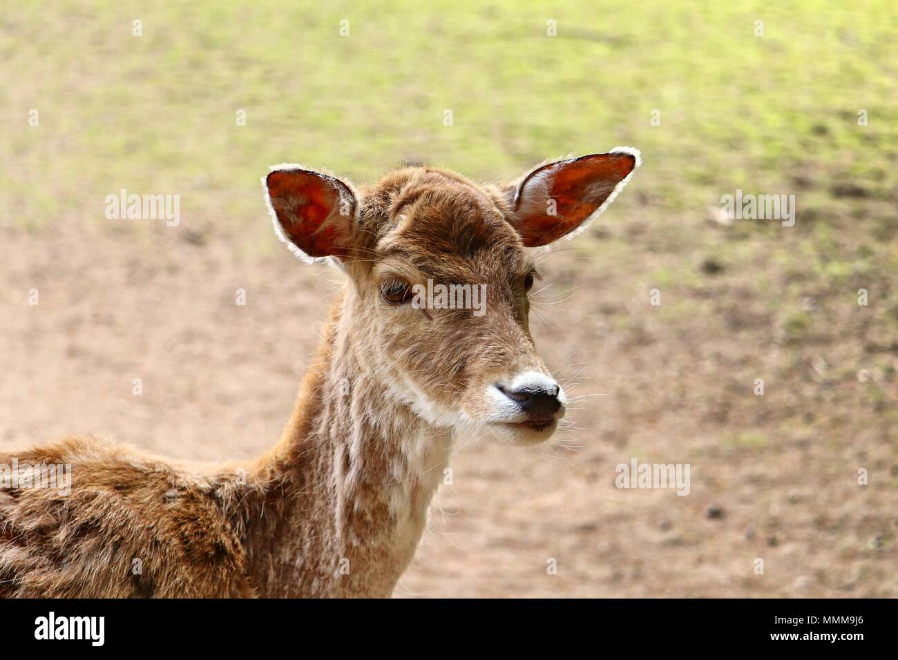 portrait of fallow deer (Cervidae Stock Photo - Alamy