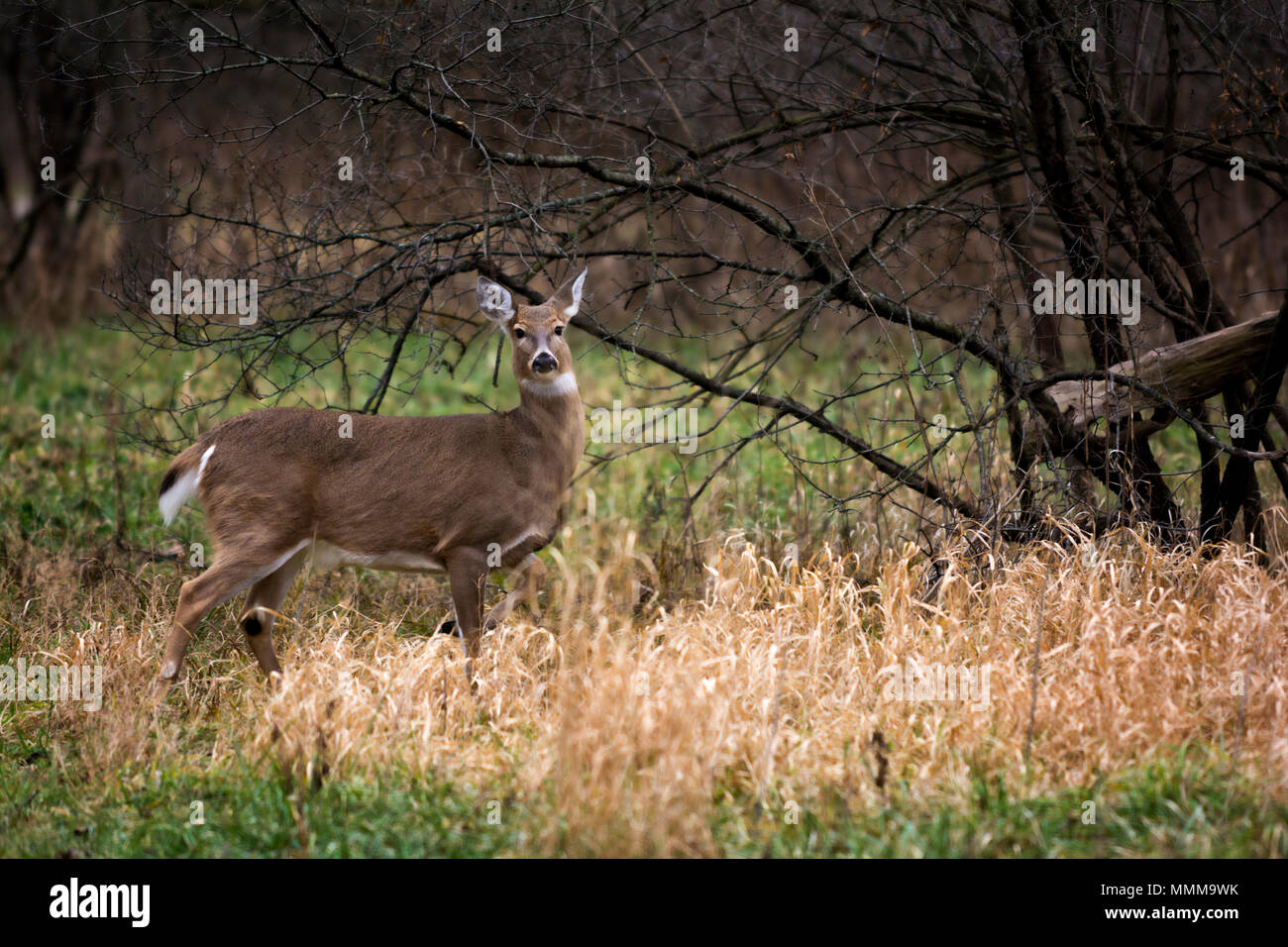 A beautiful white tailed deer doe standing alert in the woods Stock ...