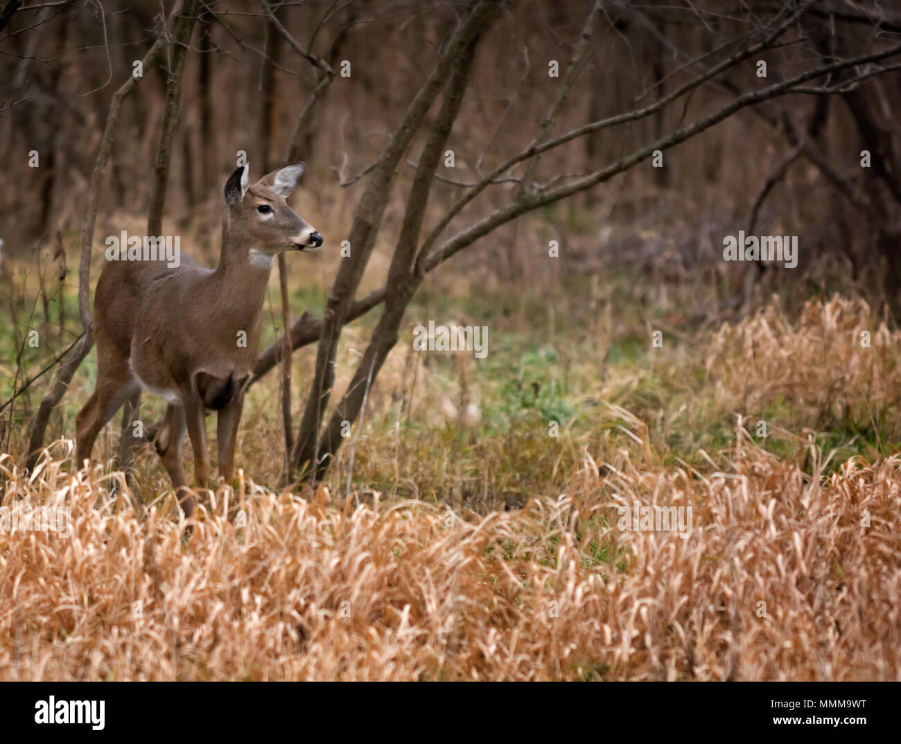 A beautiful white tailed deer doe standing alert in the woods Stock ...
