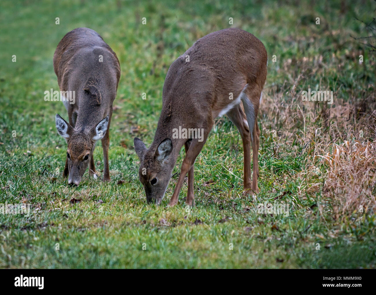 Two white tailed deer feeding on some grass next to the woods Stock ...