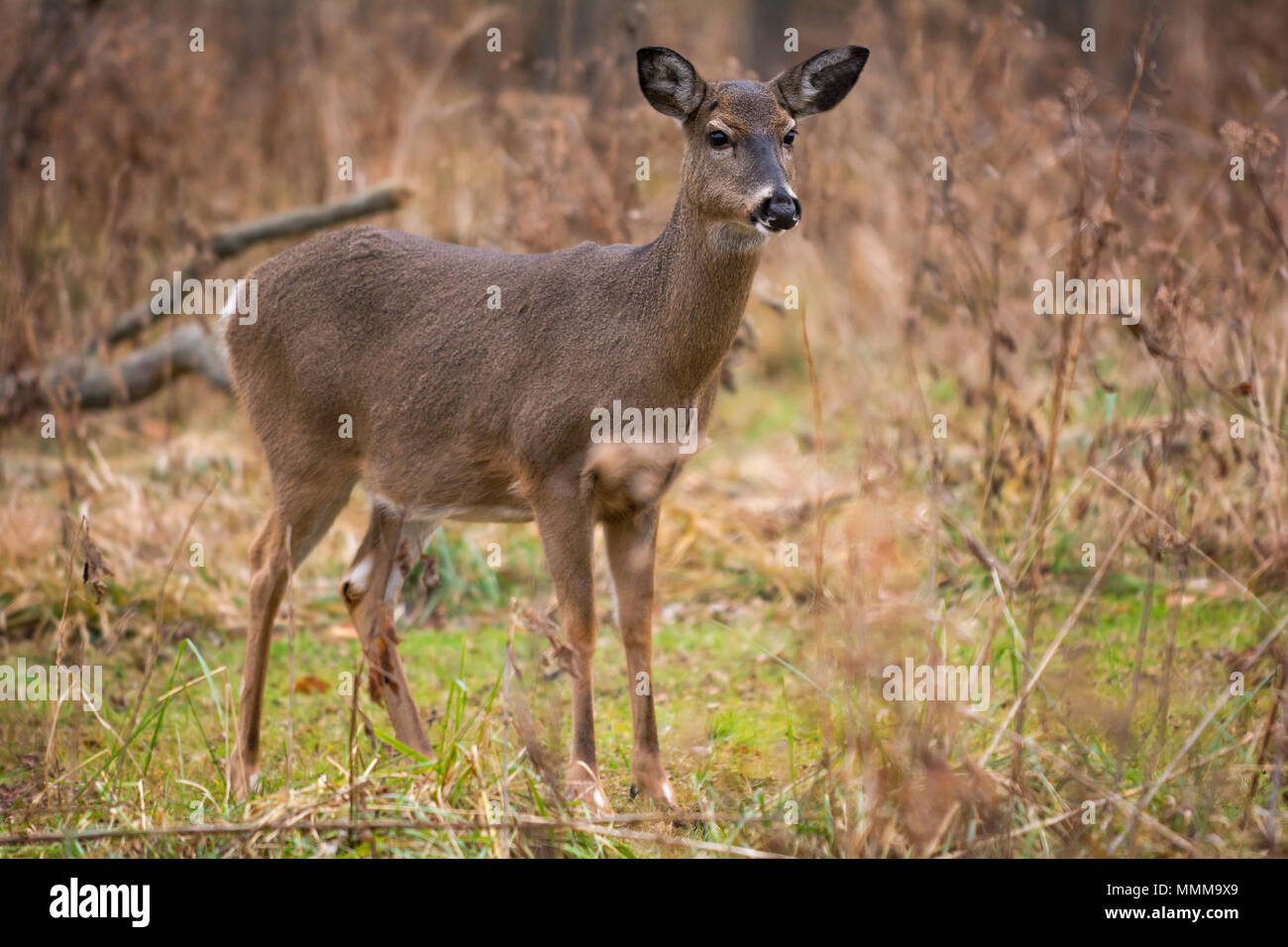 A beautiful white tailed deer doe standing alert in the woods Stock ...