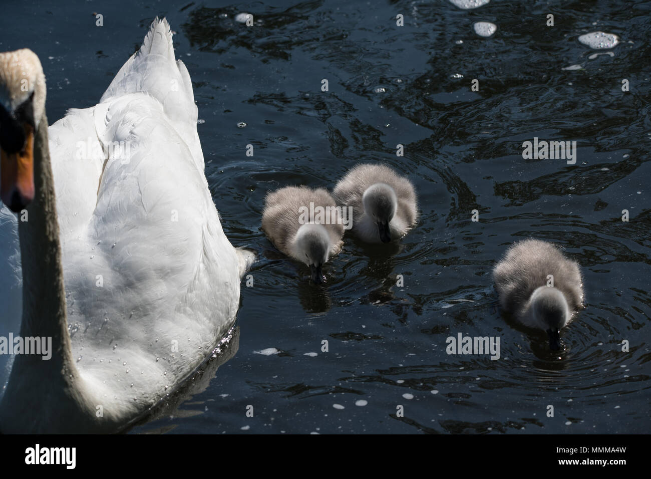 Adult swan with cygnets Stock Photo - Alamy