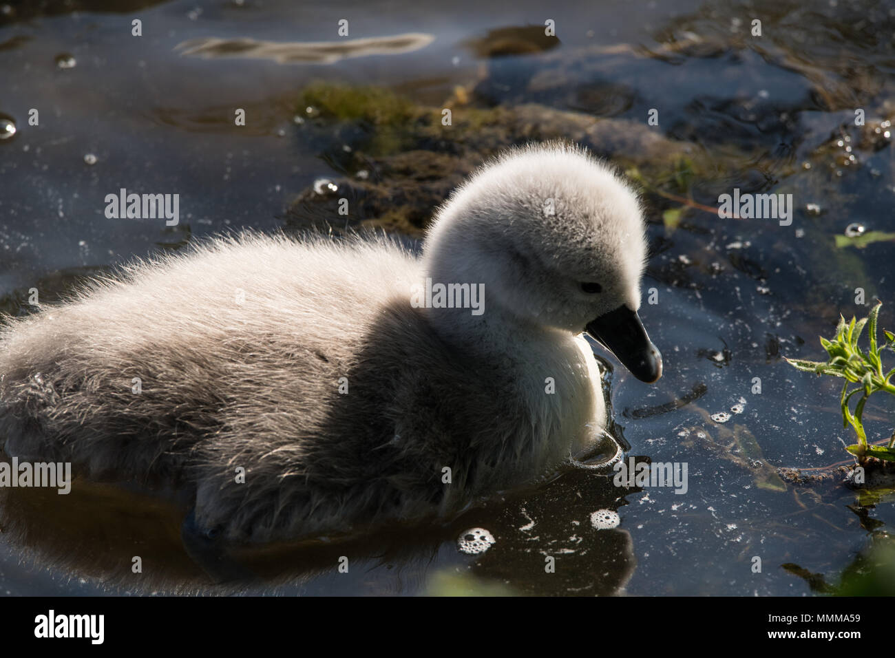 cygnet on river lea Stock Photo - Alamy