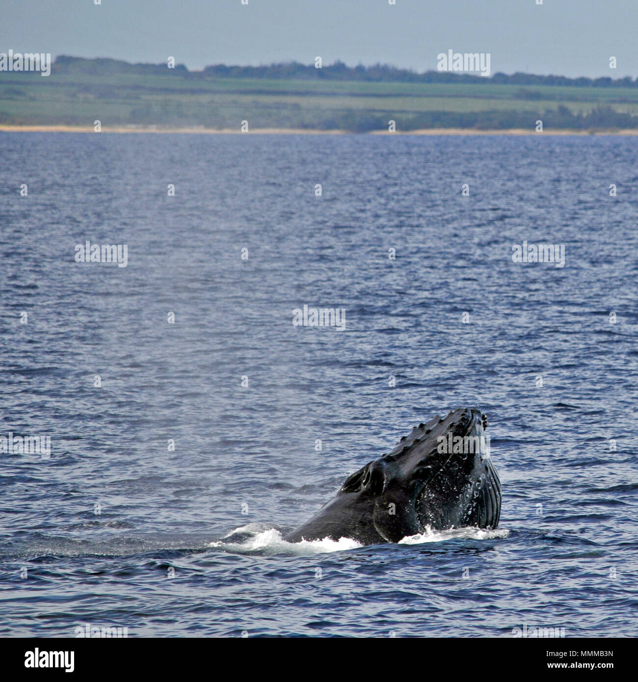 Maui habitat hi-res stock photography and images - Alamy