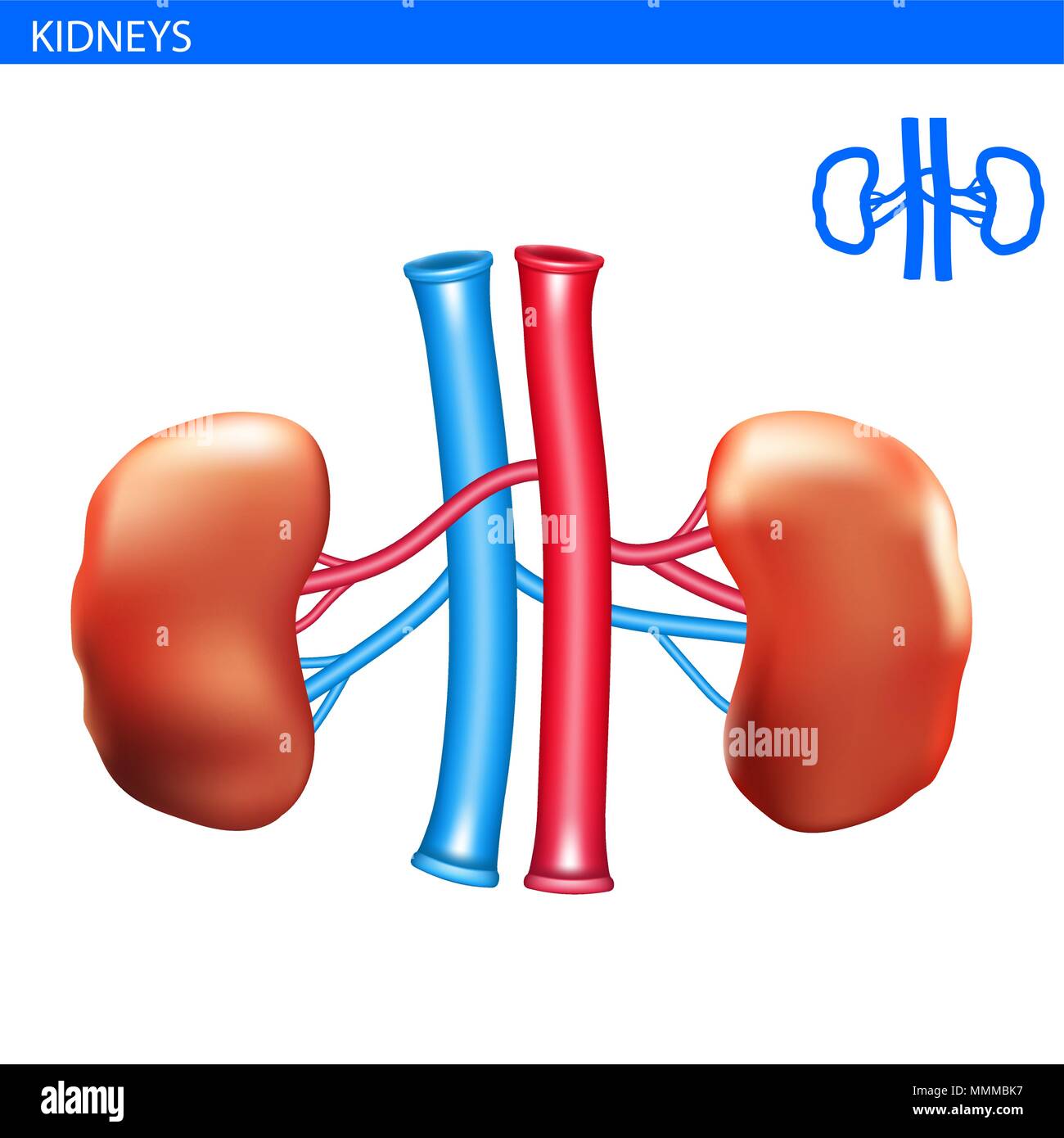 Human kidneys anatomy realistic illustration front view in detail ...