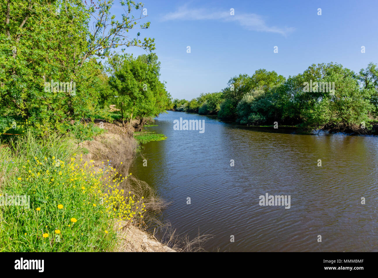 Landscape with the river and green vegetation of trees and plants on ...