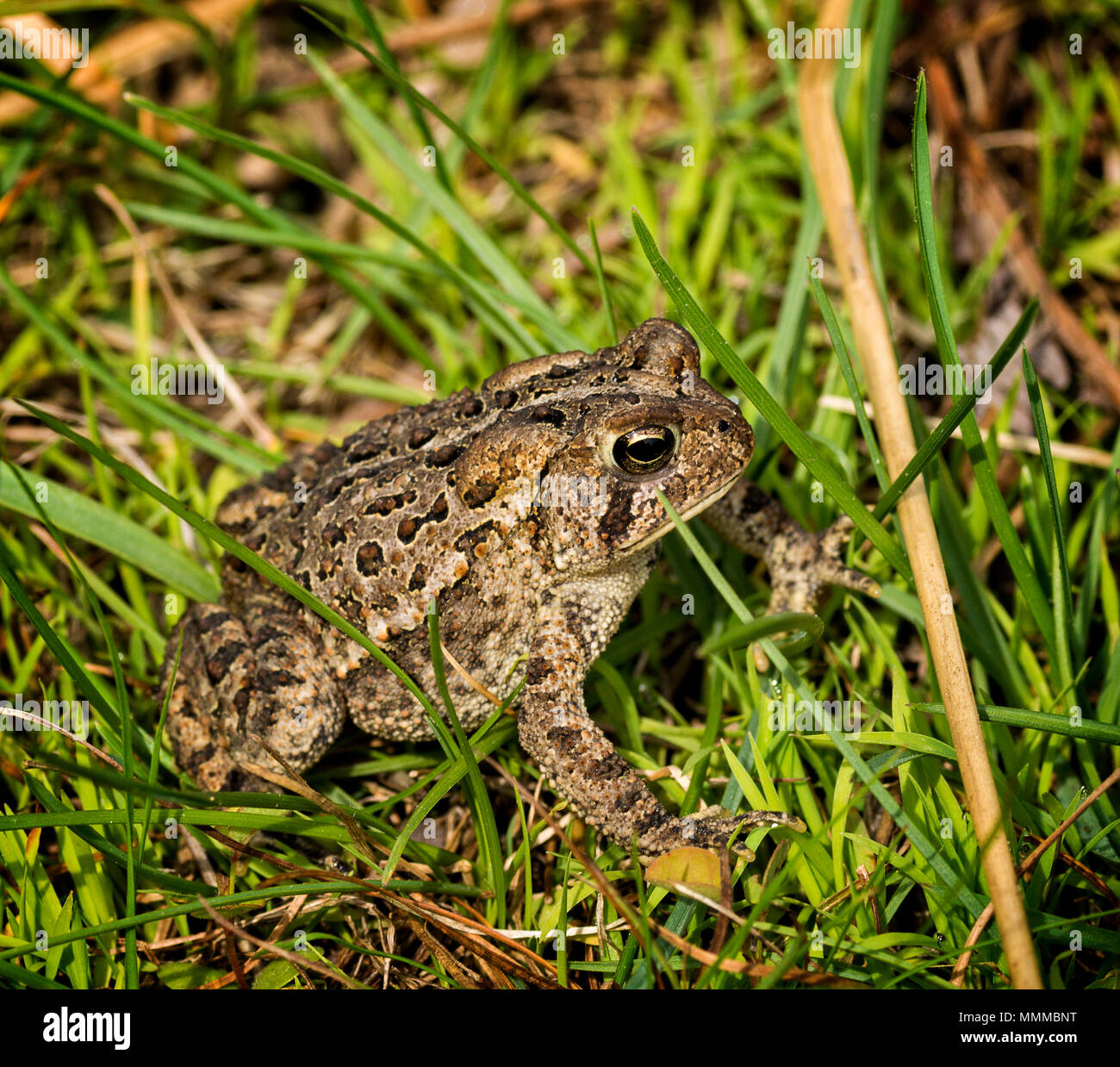 American toad hi-res stock photography and images - Alamy