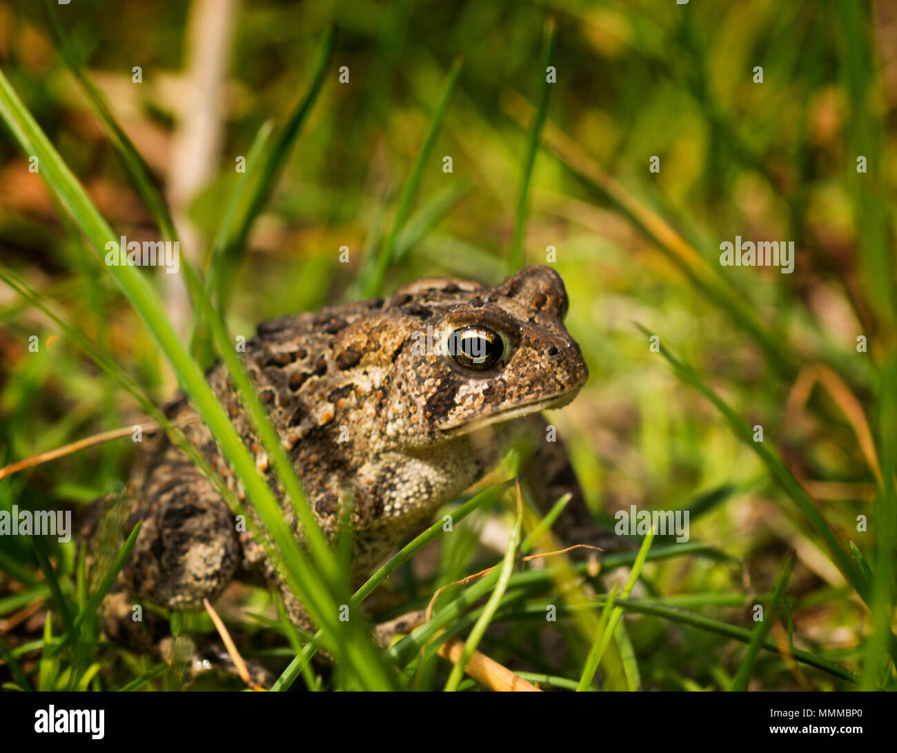 American toad hi-res stock photography and images - Alamy