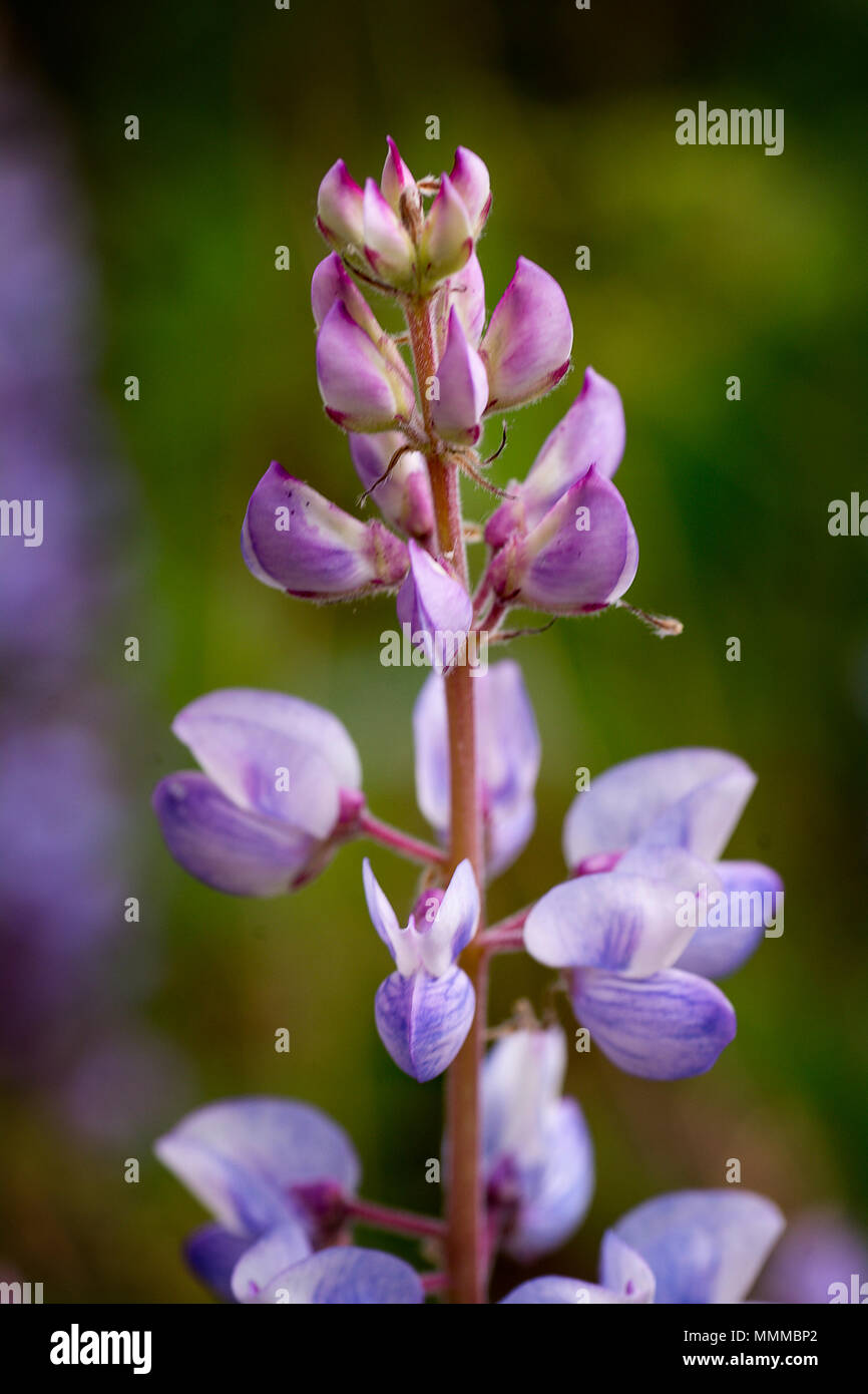 A close-up of wild blue lupine in a nature preserve in Ohio Stock Photo ...