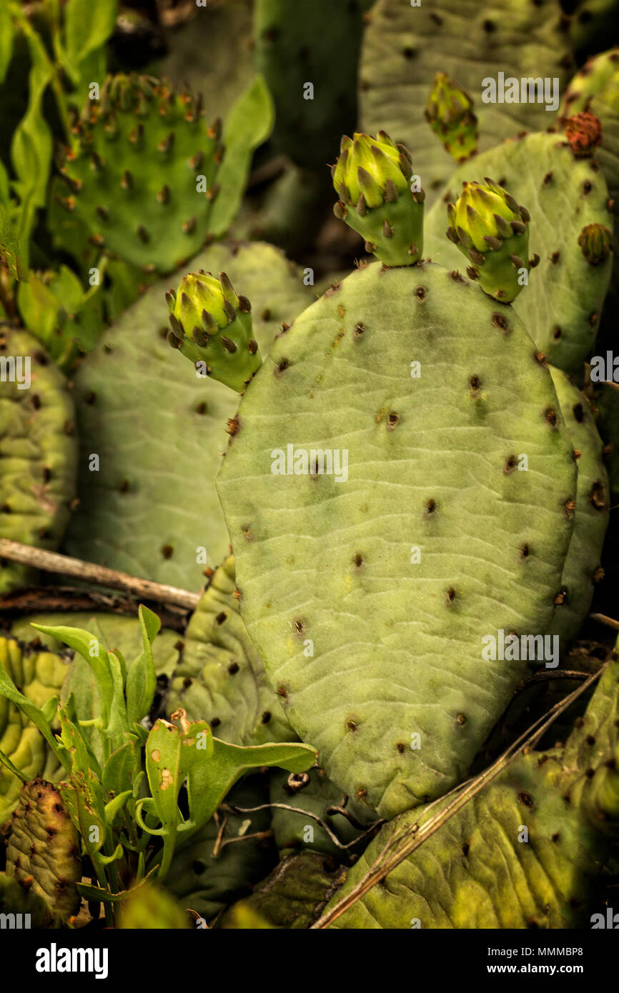 Close-up photo of a prickly pear cactus plant. Seen in Northwest Ohio ...
