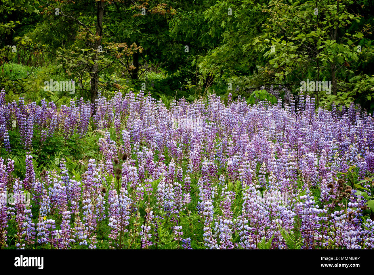 Blue prairie wildflowers hi-res stock photography and images - Alamy
