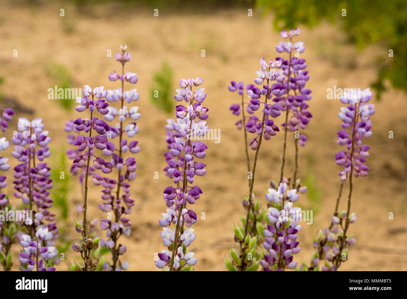Field blooming lupine flowers lupinus hi-res stock photography and images - Alamy