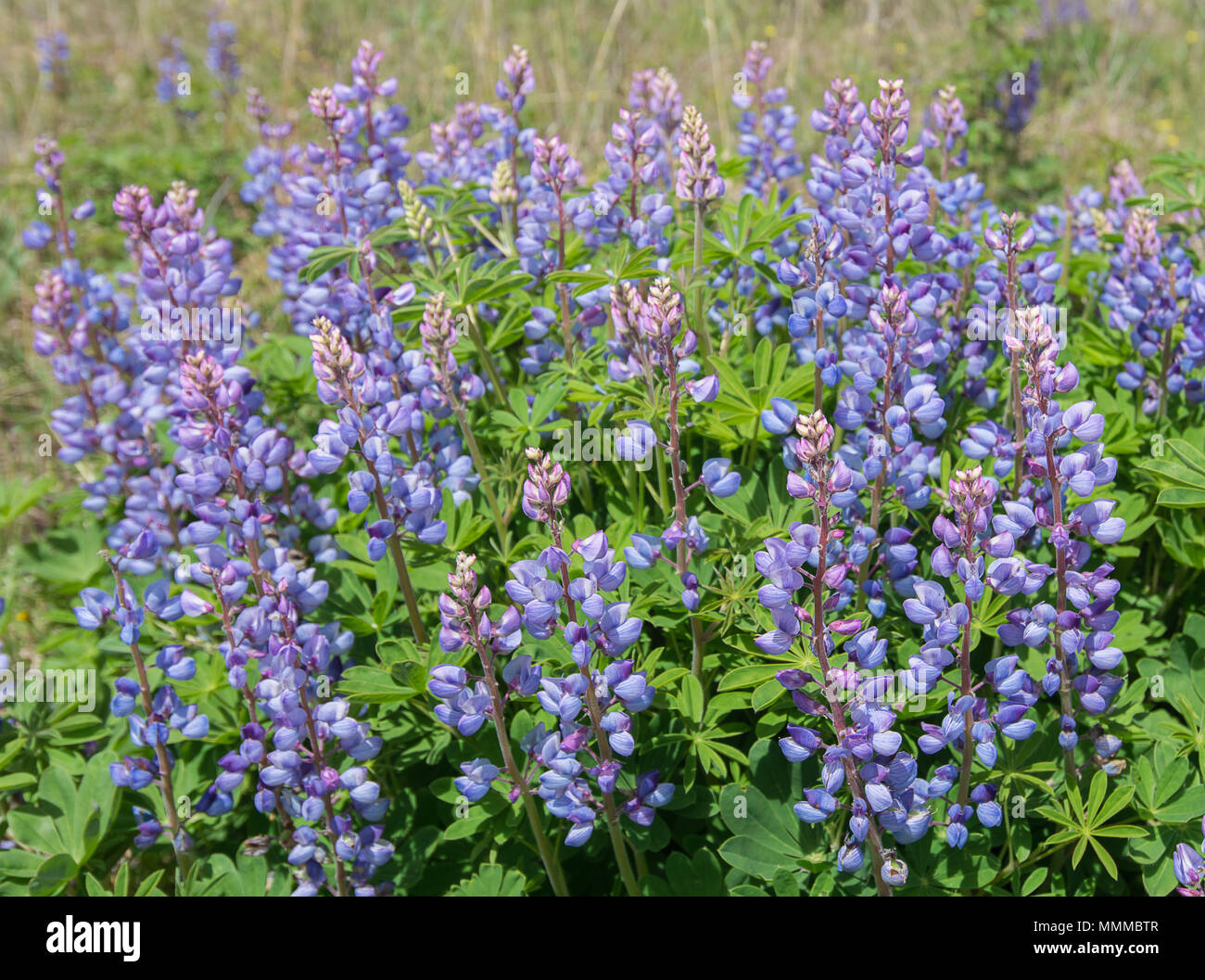 Wild kitty hi-res stock photography and images - Alamy