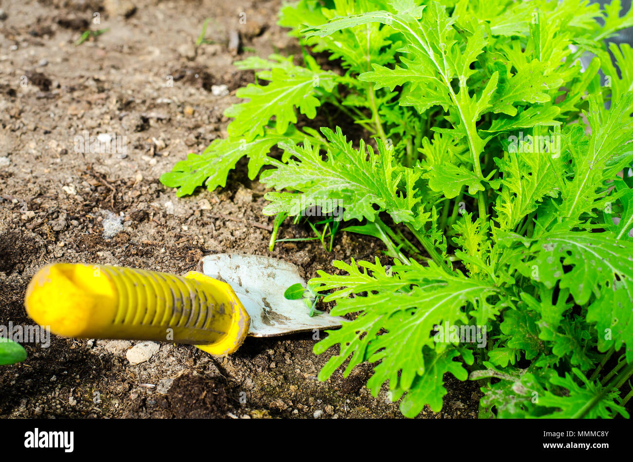Seeds with spring greens in greenhouse. Studio Photo Stock Photo - Alamy