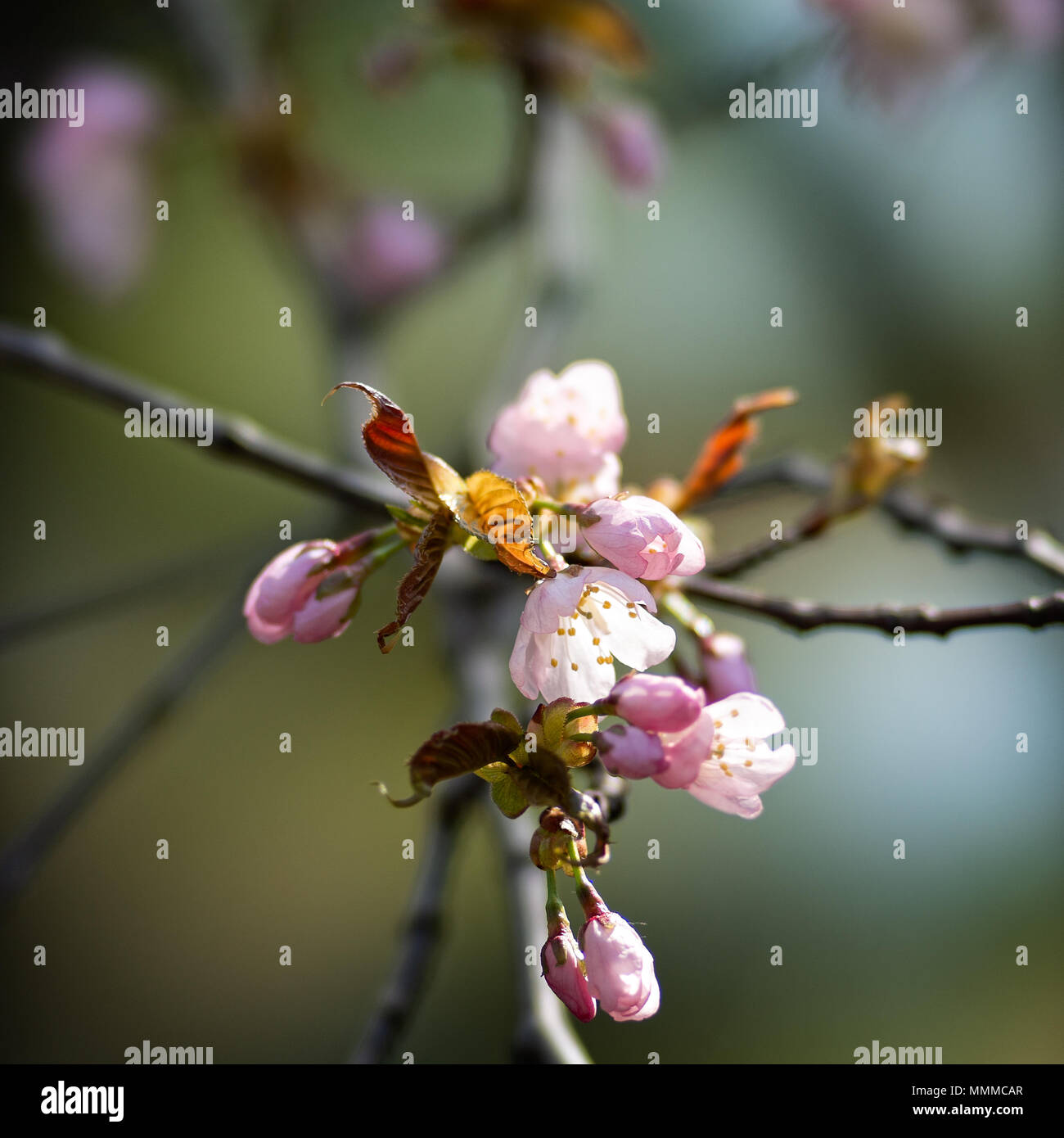 Beautiful impressive pink and white Japanese sakura cherry blossom ...