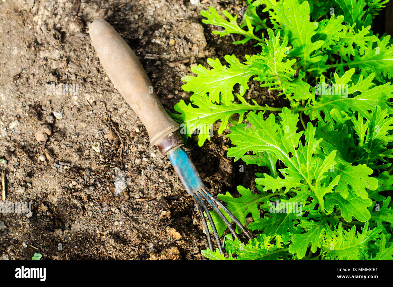Seeds with spring greens in greenhouse. Studio Photo Stock Photo - Alamy