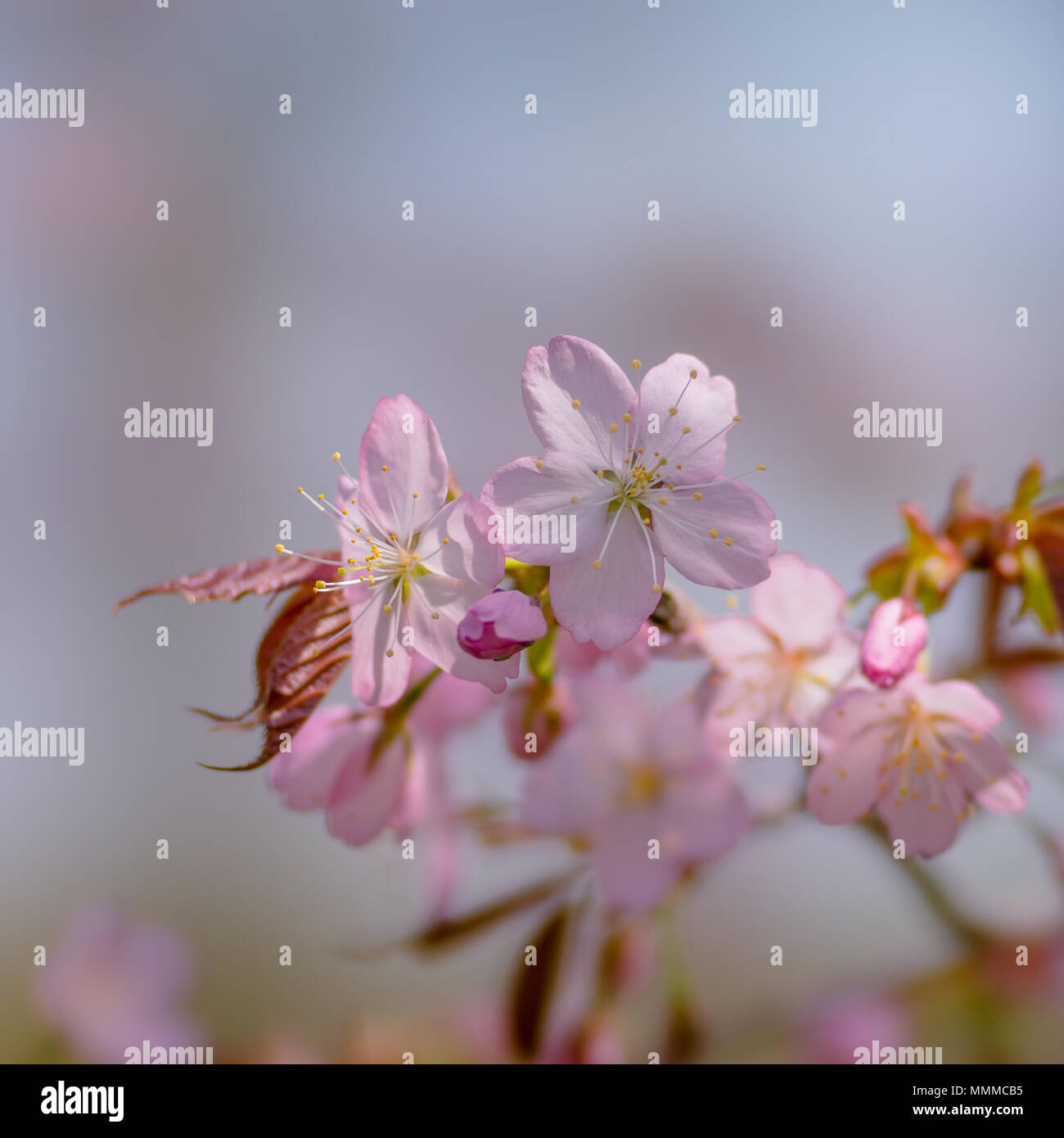 Beautiful impressive pink and white Japanese sakura cherry blossom ...