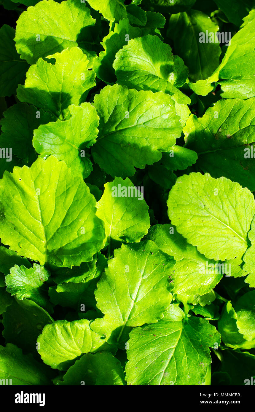 Seeds with spring greens in greenhouse. Studio Photo Stock Photo - Alamy