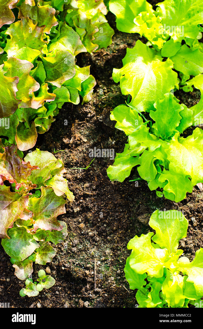 Seeds with spring greens in greenhouse. Studio Photo Stock Photo - Alamy