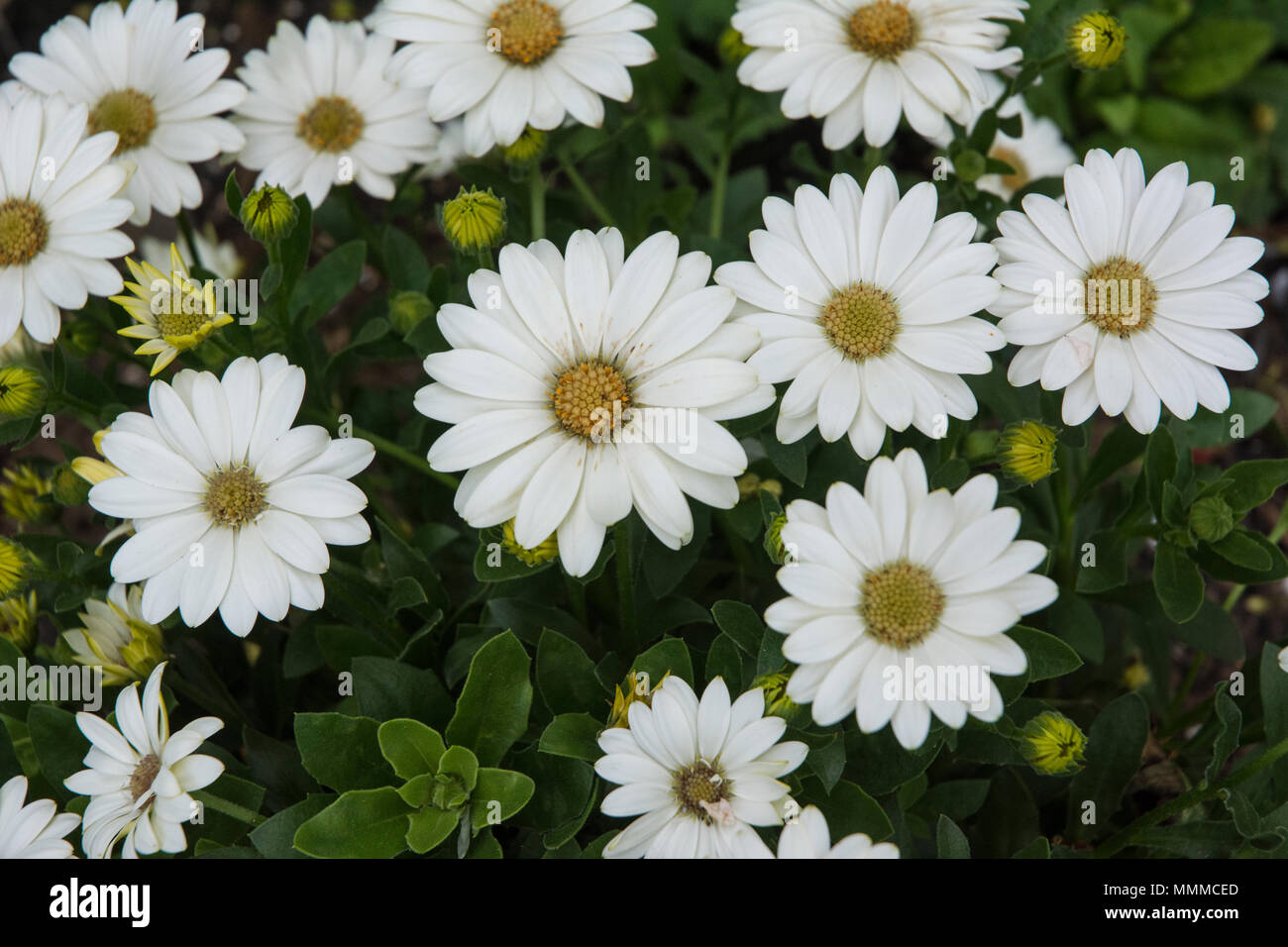 Daisys are in a cluster of beauty Stock Photo - Alamy