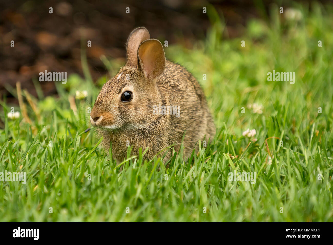 Cute cottontail rabbit hi-res stock photography and images - Alamy