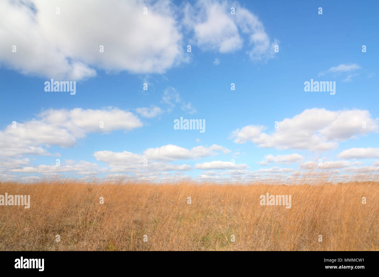 Beautiful landscape field of wheat hi-res stock photography and images ...