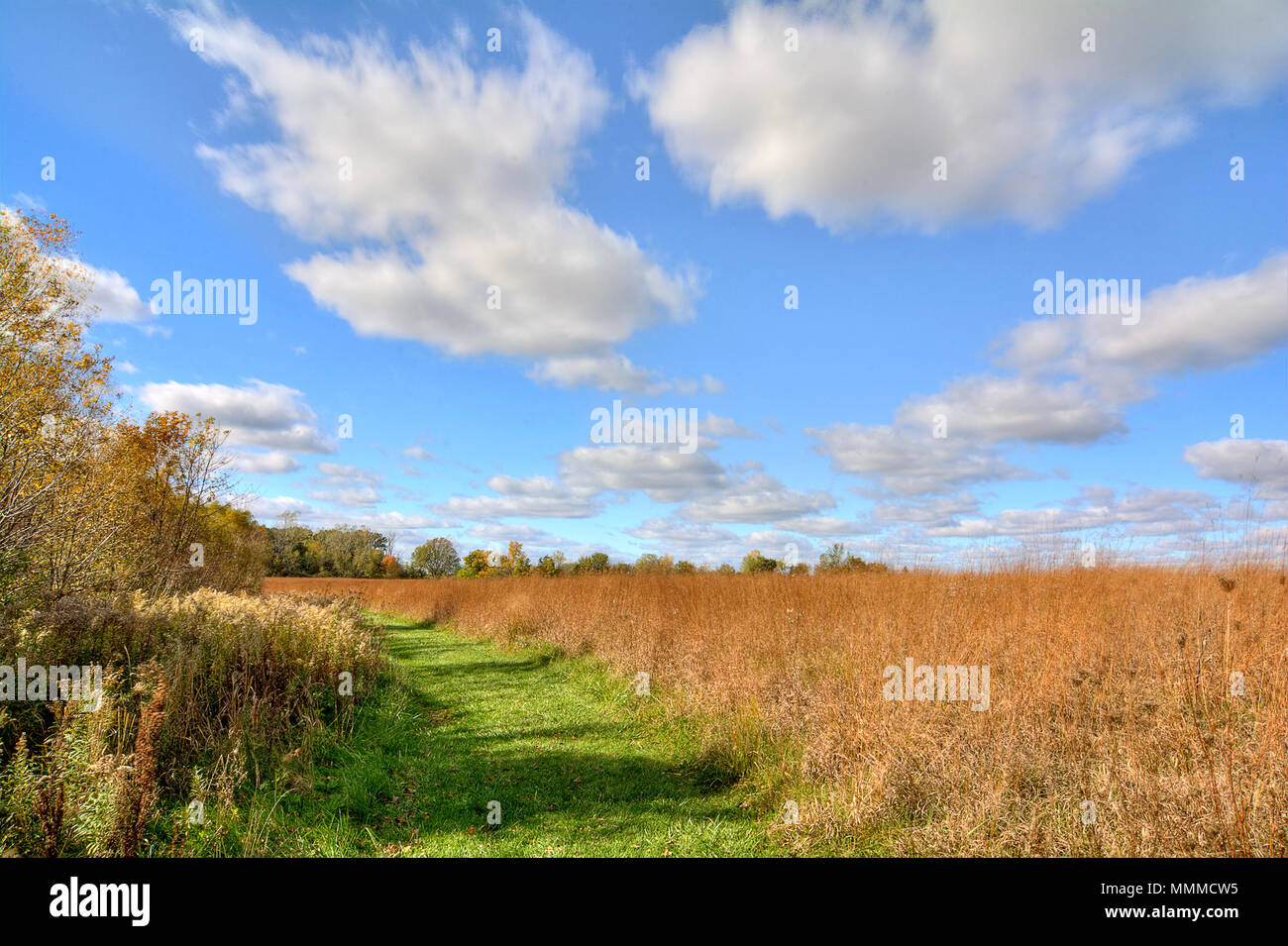 Path through wheat field hi-res stock photography and images - Alamy
