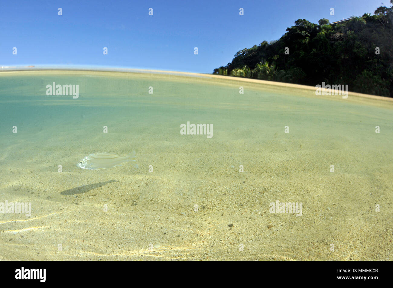 Teraponidae hi-res stock photography and images - Alamy