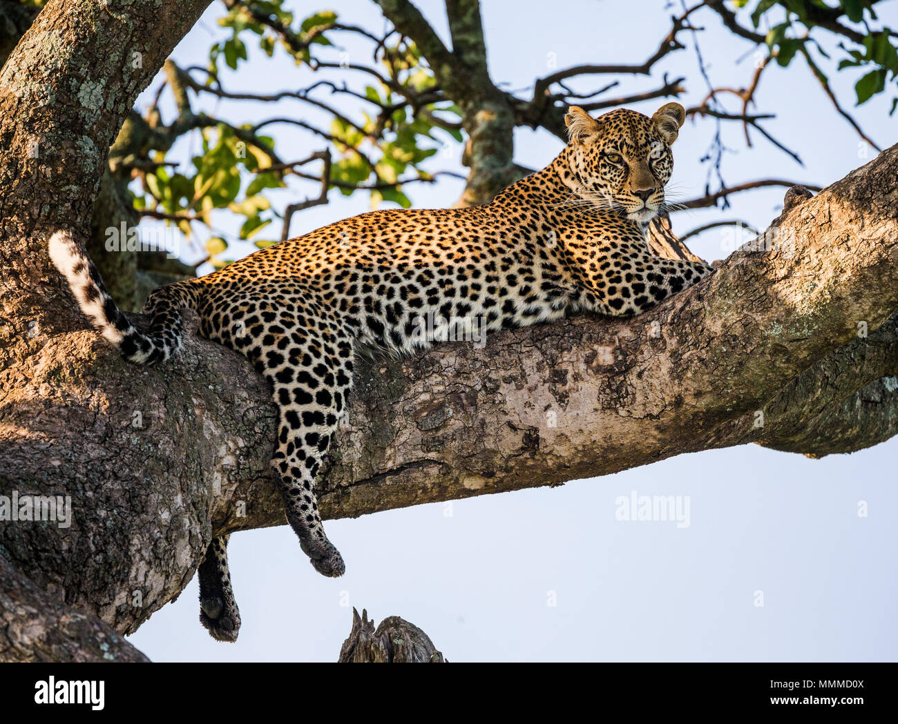 Leopard is lying on a tree. National Park. Kenya. Tanzania. Maasai Mara ...