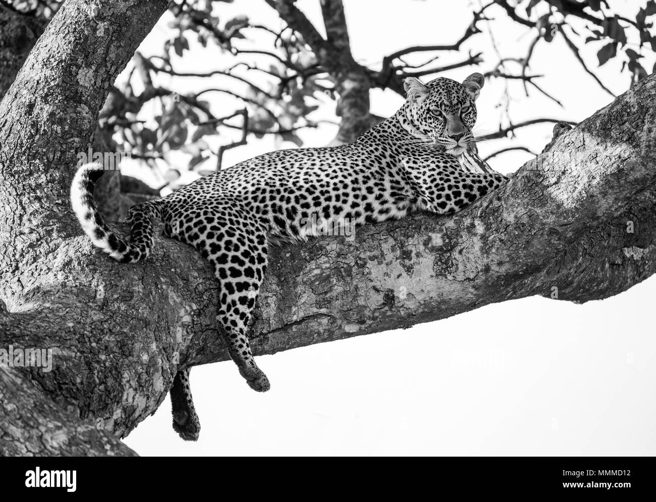 Leopard is lying on a tree. National Park. Kenya. Tanzania. Maasai Mara. Serengeti Stock Photo ...