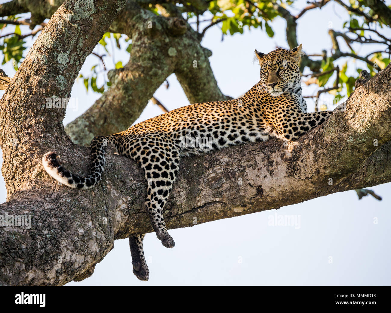 Leopard is lying on a tree. National Park. Kenya. Tanzania. Maasai Mara ...