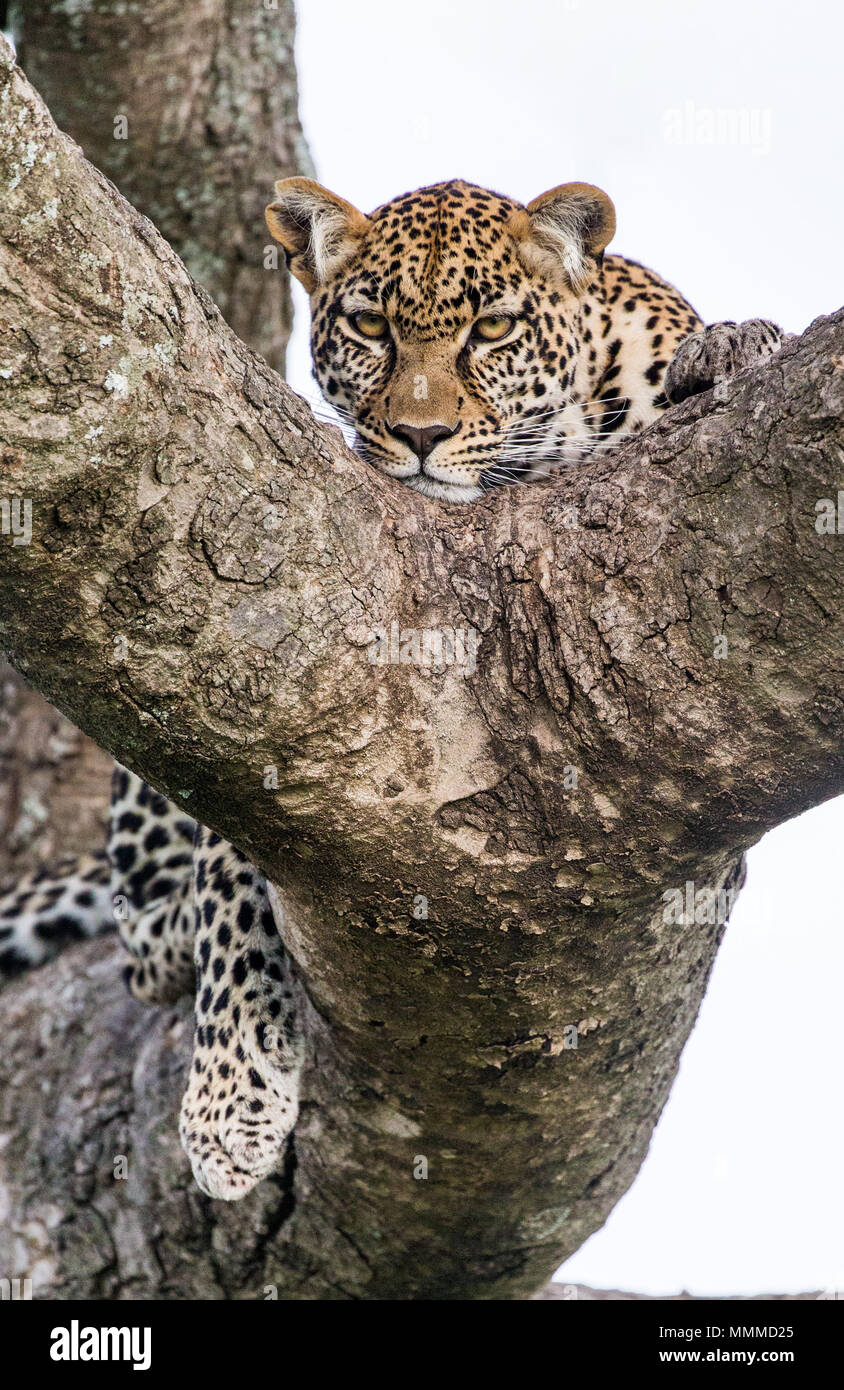 Leopard looks out from behind a tree. National Park. Kenya. Tanzania ...
