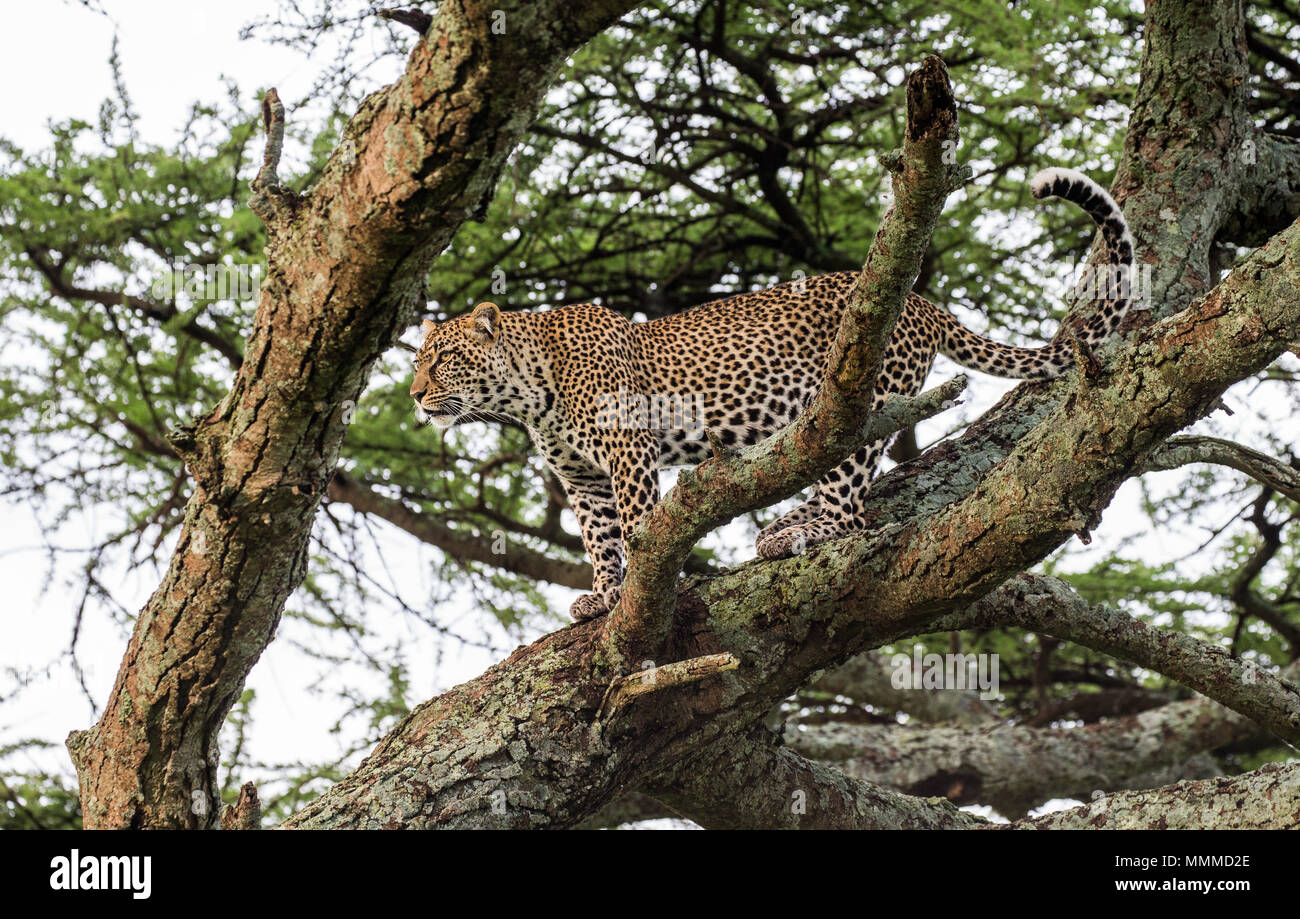 Serengeti tanzania leopard tree hi-res stock photography and images - Alamy