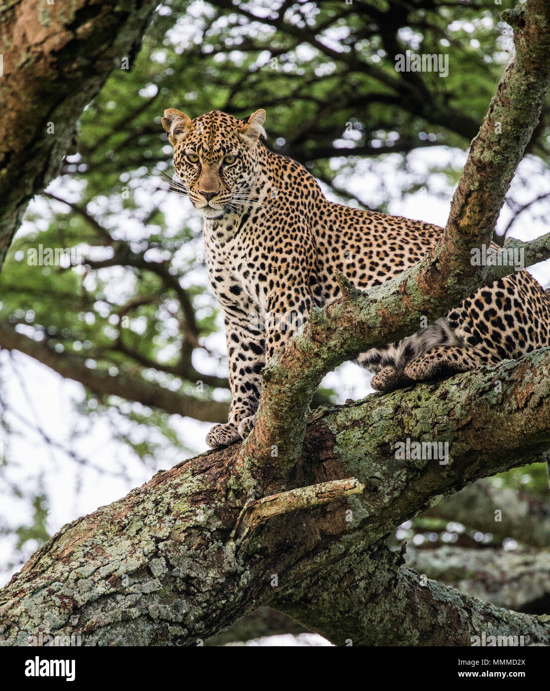 Serengeti tanzania leopard tree hi-res stock photography and images - Alamy