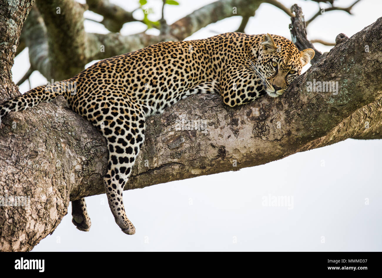 Leopard is lying on a tree. National Park. Kenya. Tanzania. Maasai Mara ...