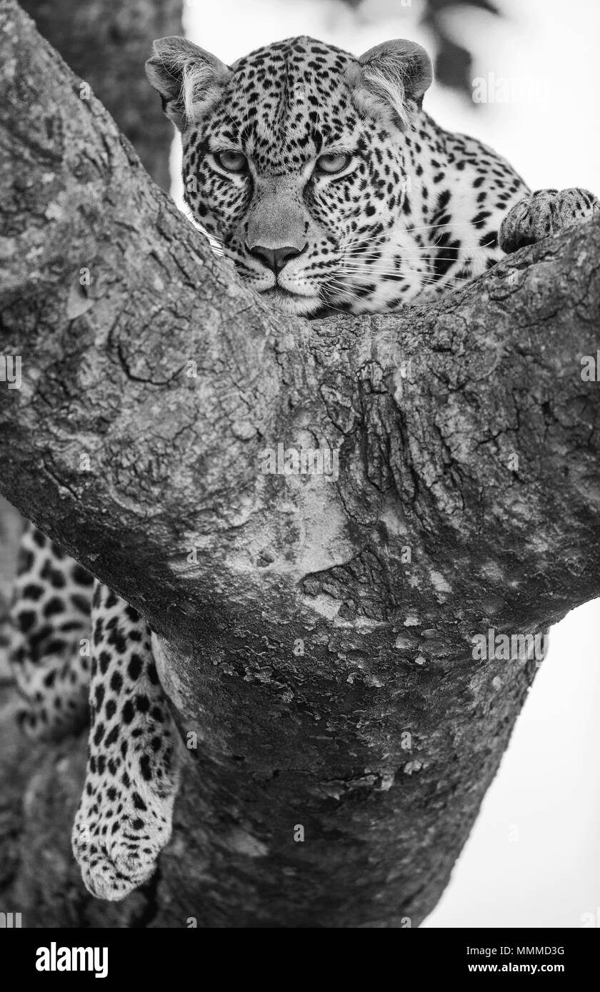 Protect from wildlife Black and White Stock Photos & Images - Alamy