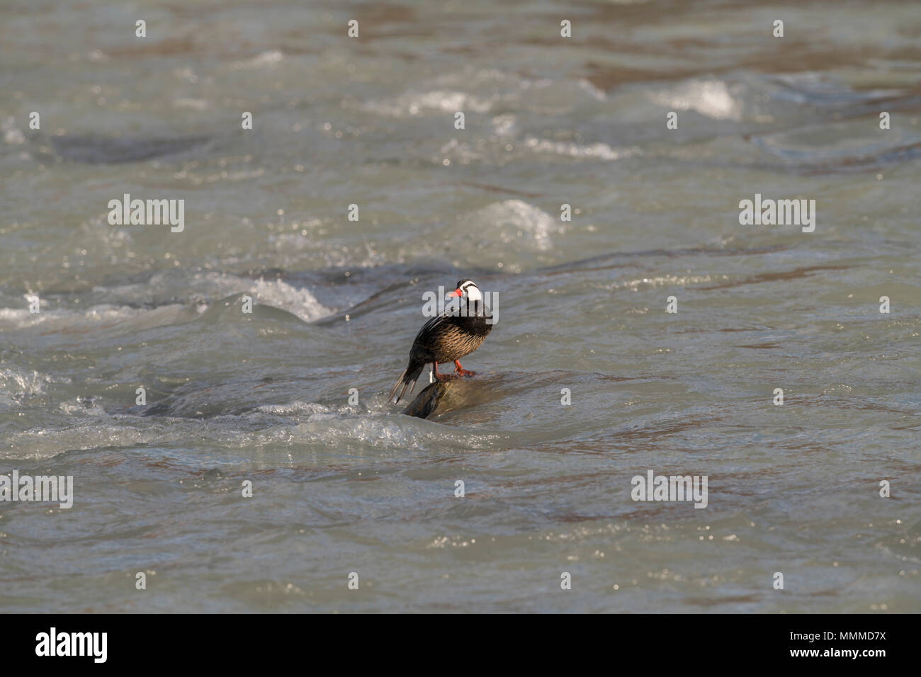 Torrent duck merganetta armata hi-res stock photography and images - Alamy