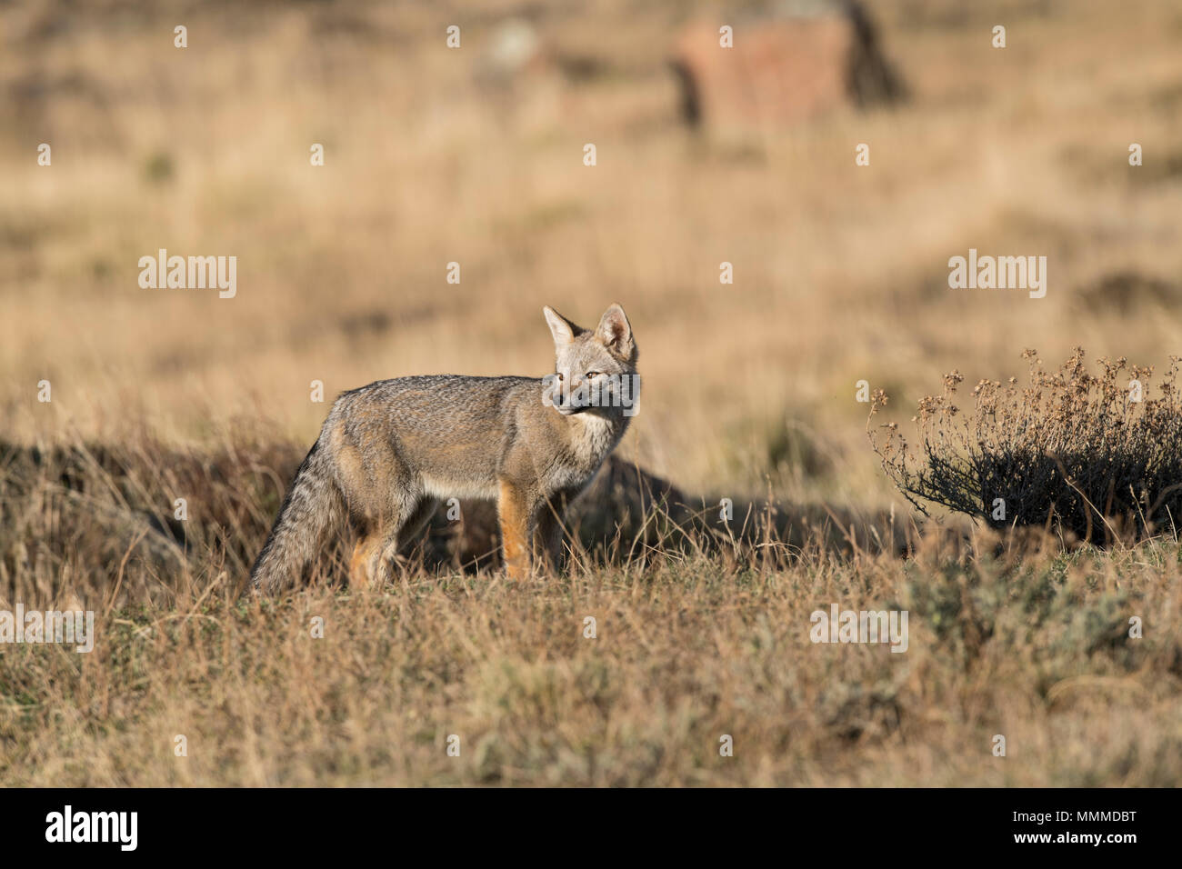South american gray foxes hi-res stock photography and images - Alamy