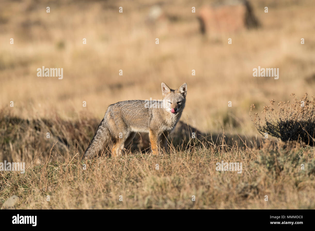 South American gray fox Stock Photo - Alamy