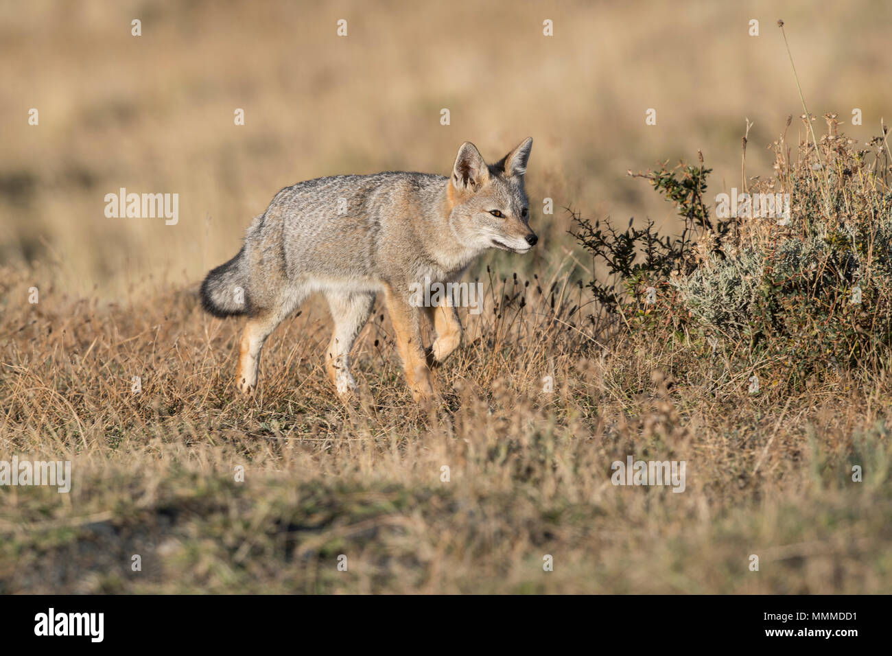 South American gray fox Stock Photo - Alamy