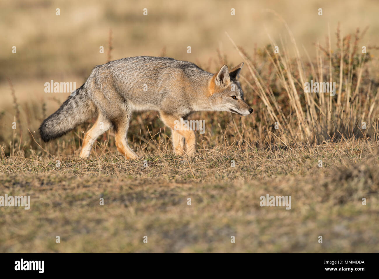 South American gray fox Stock Photo - Alamy