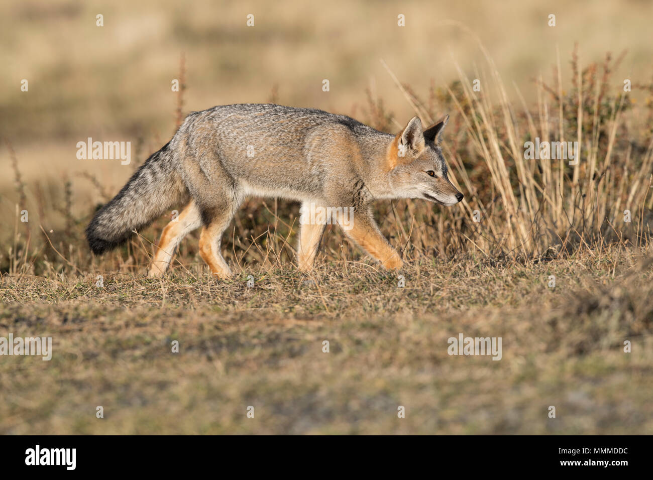 South american gray foxes hi-res stock photography and images - Alamy