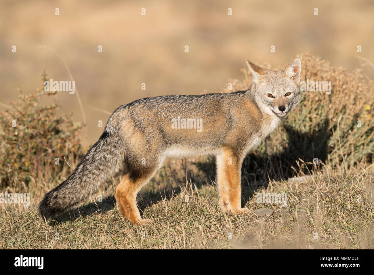 South American gray fox Stock Photo - Alamy