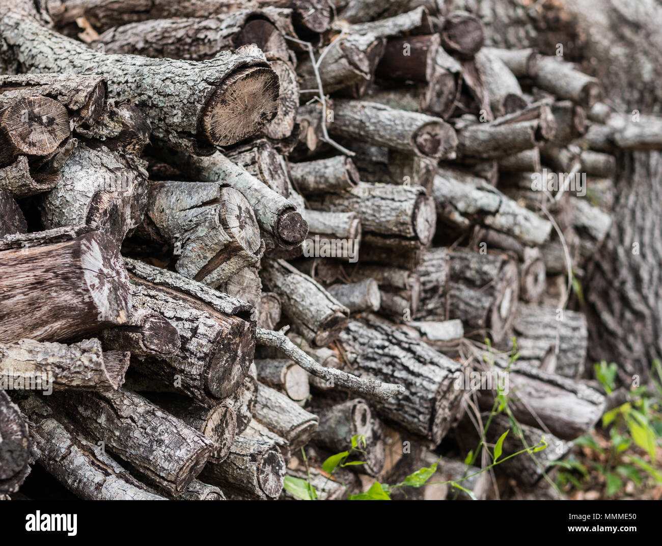 Disorganized stack of very old chopped wood with visible signs of ...